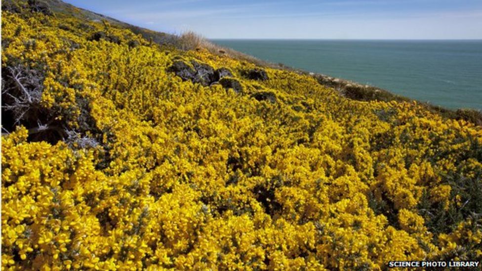 Unusual number of UK flowers bloom - BBC News