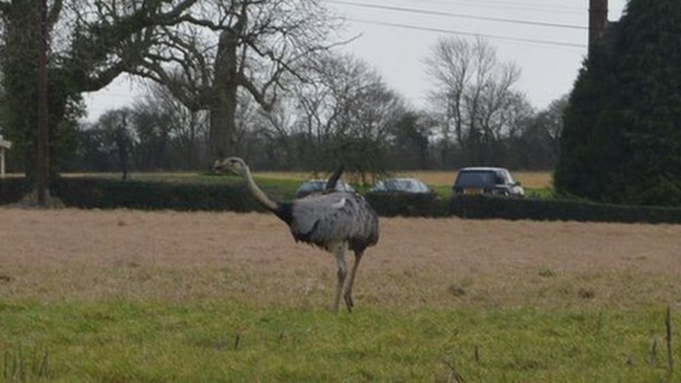 Rhea birds running wild on Hertfordshire housing estate - BBC News