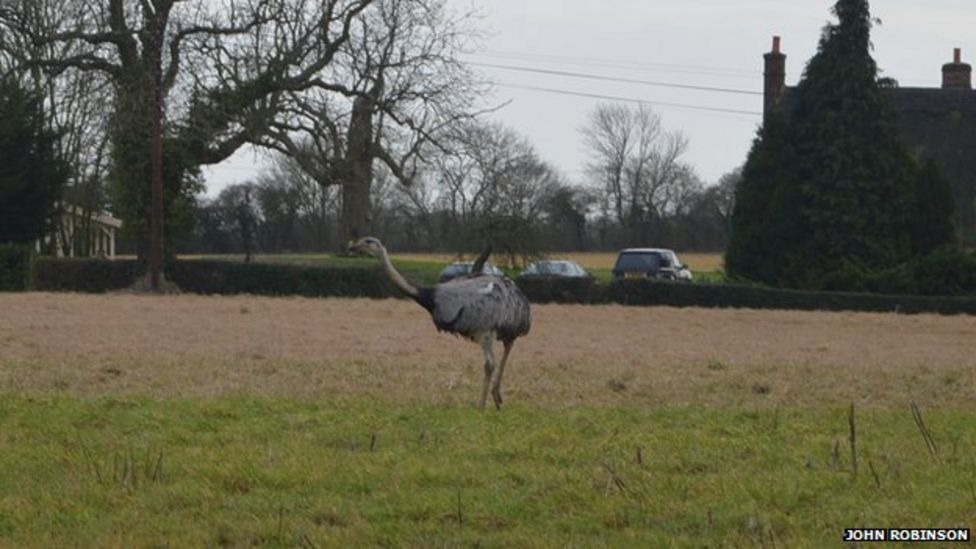Escaped rhea bird evades police capture in Brent Pelham - BBC News