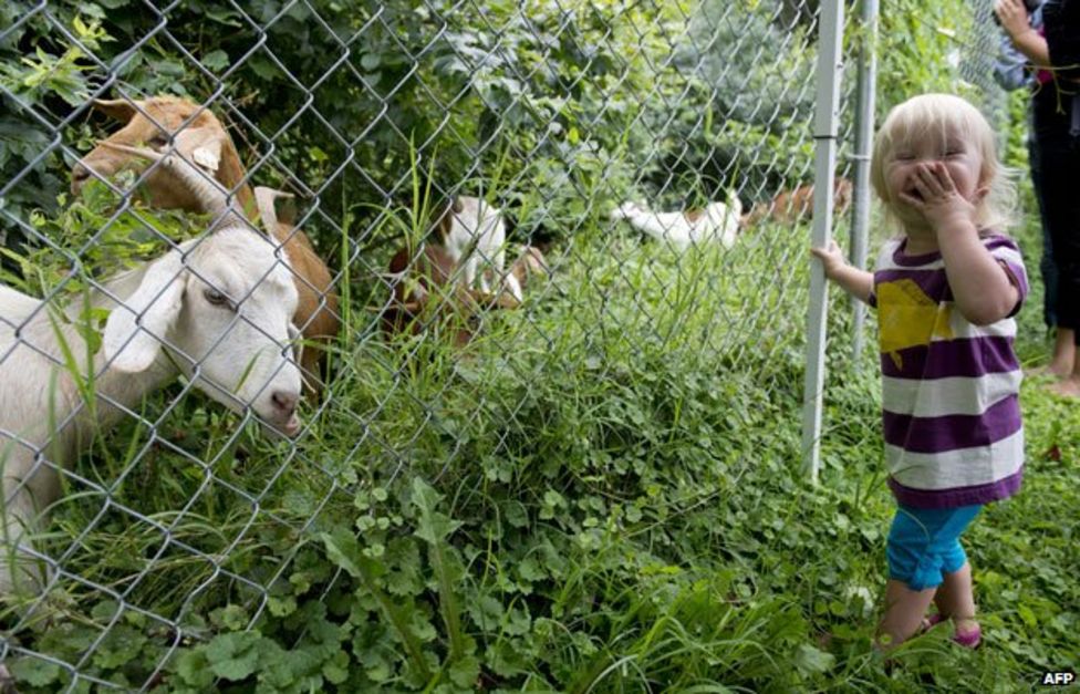 The goats fighting America's plant invasion - BBC News