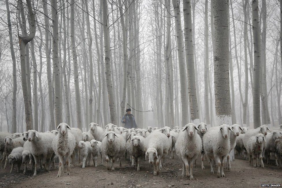 Day in pictures: 15 January 2015 - BBC News