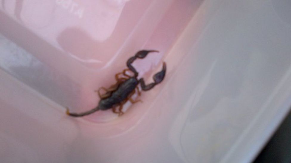 Staff find scorpion in Edinburgh office - BBC News