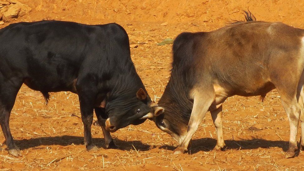 In pictures: Bullfighting in Nepal - BBC News
