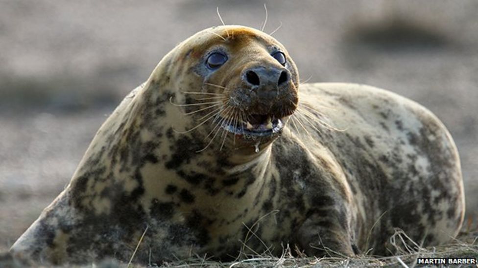 Winterwatch: Norfolk Blakeney Point seals filmed at night for first ...