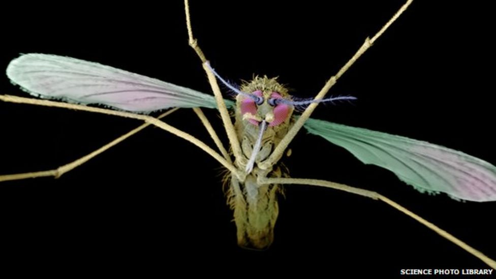 Genetics of malaria drug resistance revealed - BBC News