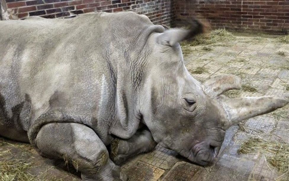 Should we try to halt extinction? - BBC News