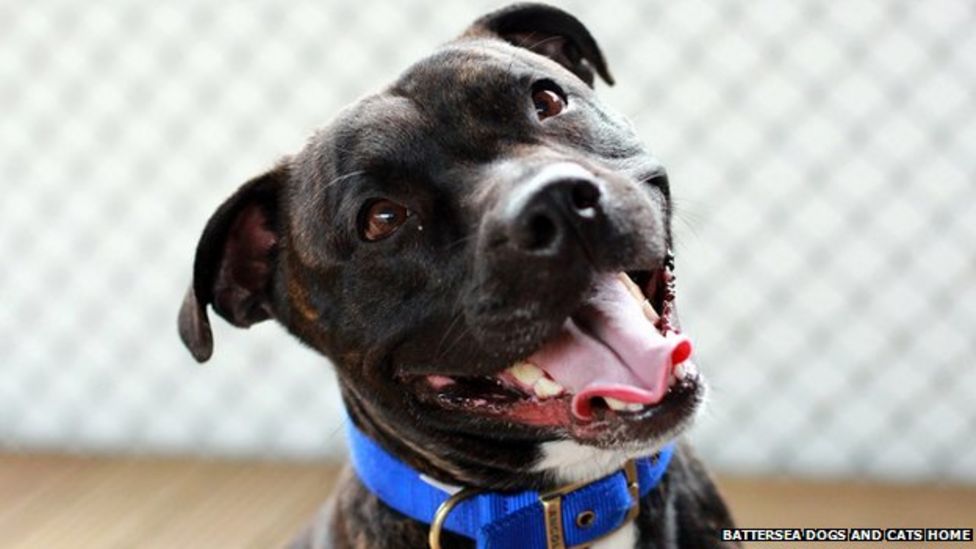 Staffordshire bull terriers: A question of class? - BBC News