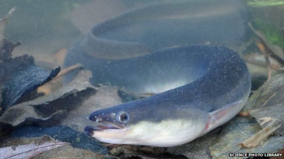 Bulgaria customs seize two million live baby eels - BBC News