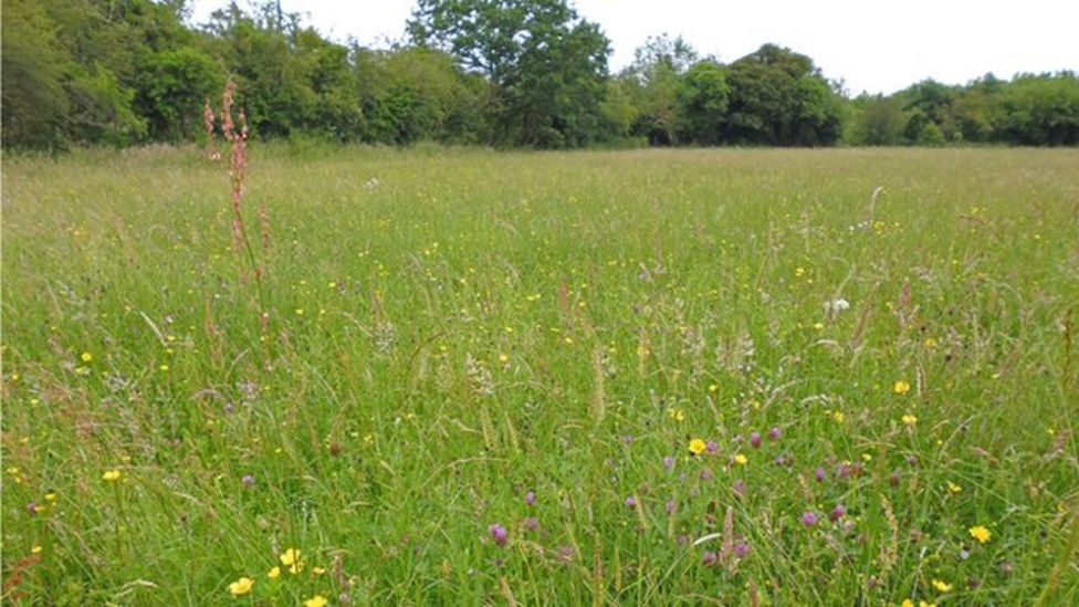 Worcestershire Wildlife Trust buys unprotected meadows - BBC News