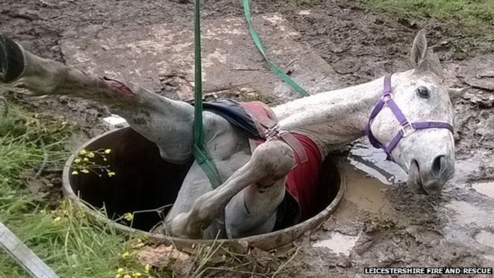 Well-fall horse makes full recovery - BBC News