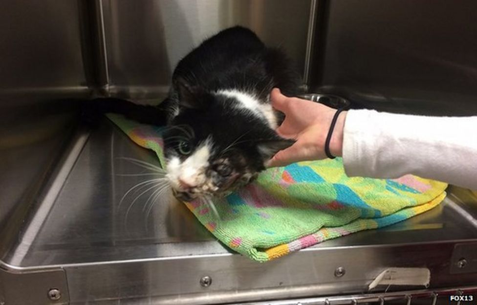 Cat scratches out of own grave after being assumed dead - BBC News