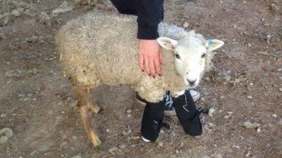 Lame lamb learns to walk with leg splints - BBC News