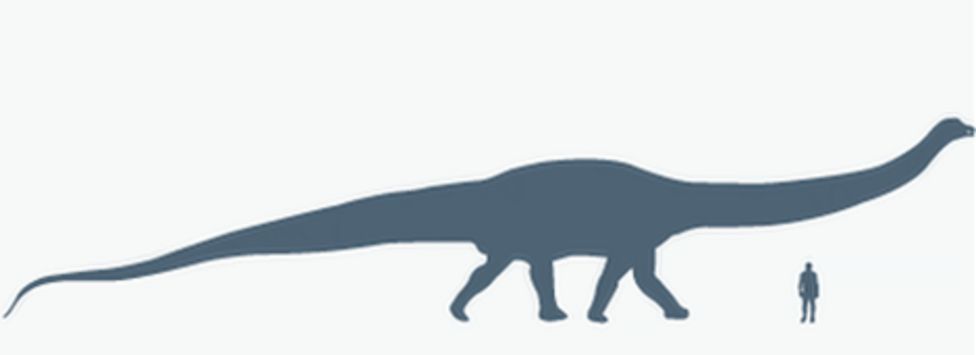 Diplodocus v blue whale: How they stack up in numbers - BBC News