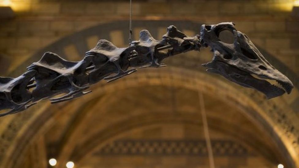 What makes people deeply dippy for dinosaurs? - BBC News