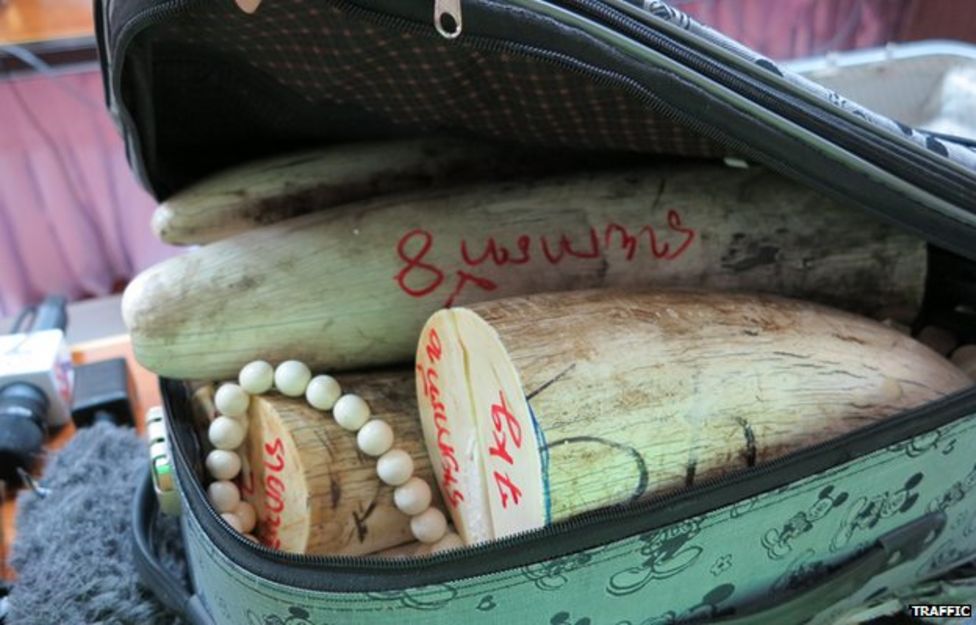 Frontline teams 'unaware' of wildlife smuggler tactics - BBC News