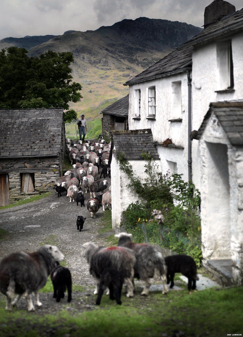 Photographs celebrate Lake District rare breed sheep - BBC News