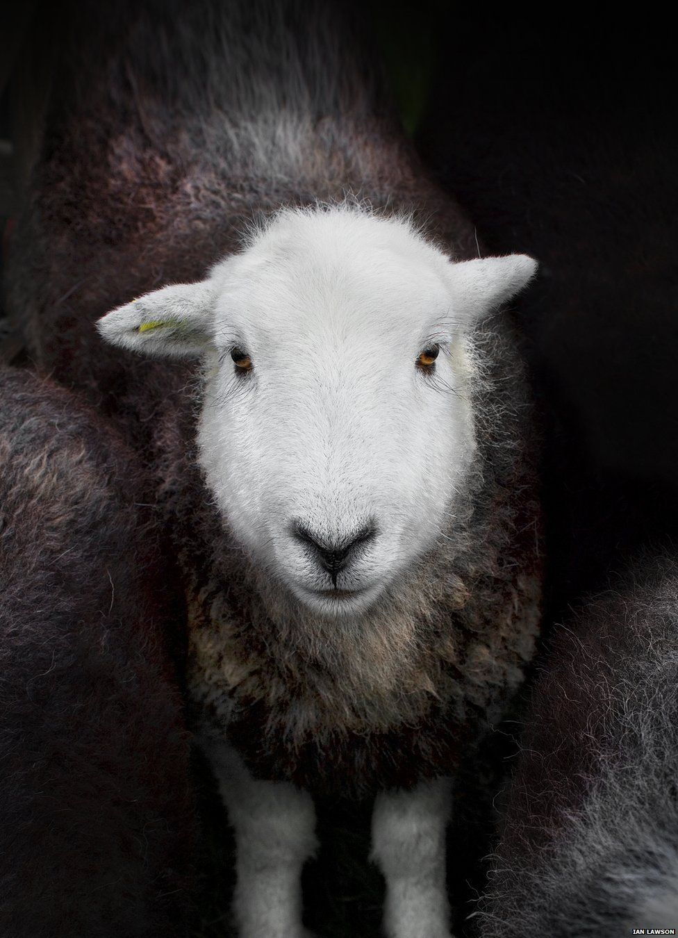 Photographs celebrate Lake District rare breed sheep - BBC News