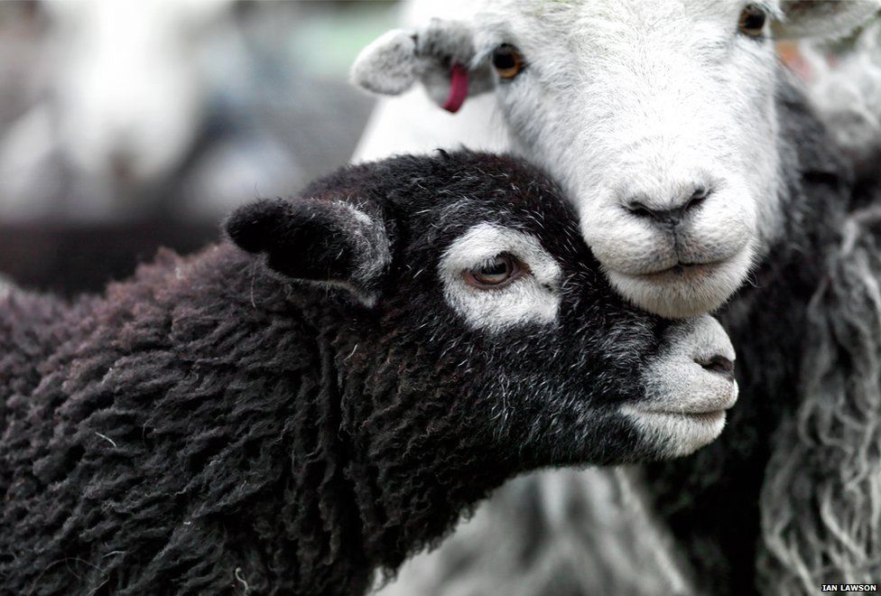 Photographs celebrate Lake District rare breed sheep - BBC News