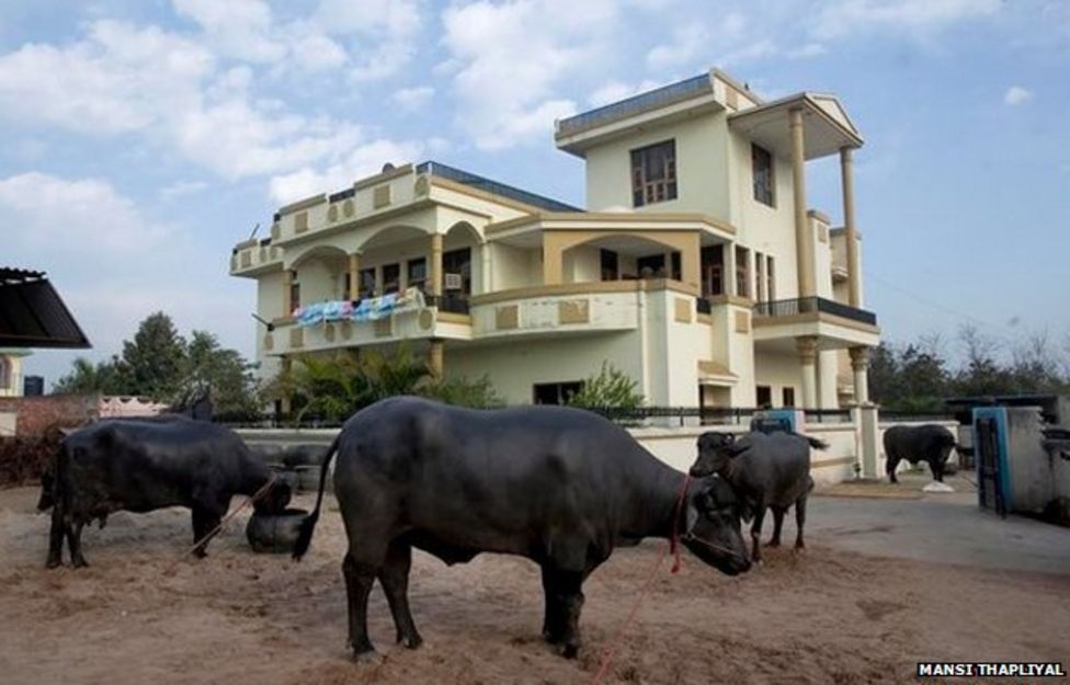 The bull whose semen is worth $3,000 - BBC News