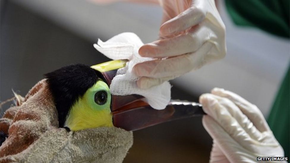 Mutilated Costa Rican toucan 'to get prosthetic beak' - BBC News