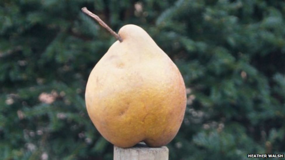 Old Warden pear saved by Shuttleworth College students - BBC News