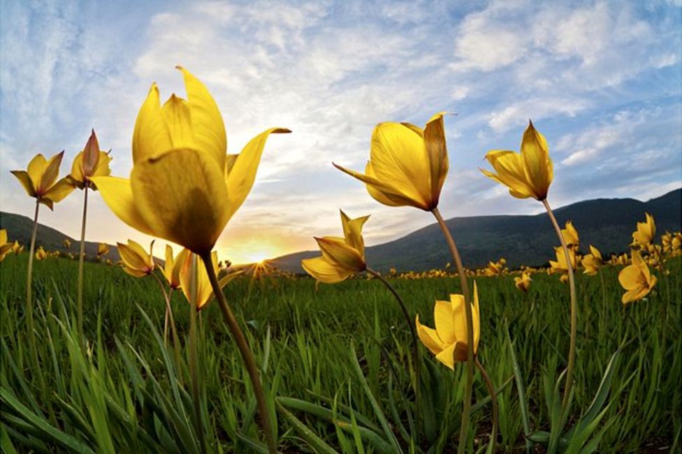 International Garden Photographer of the Year: Winning photos of nature ...