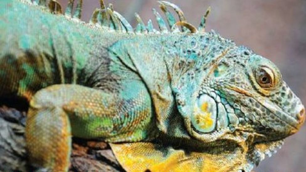 Wild animals at UK homes include lions, zebras and crocodiles - BBC News