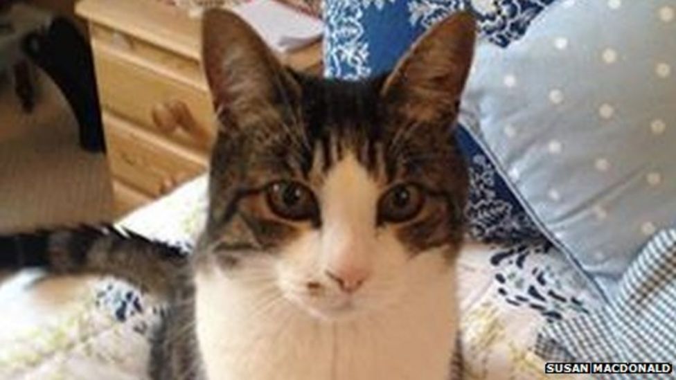 Malcolm the cat and owner Susan MacDonald reunited after 8 years - BBC News