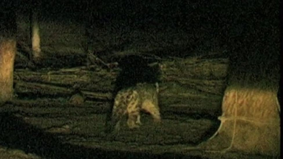 The farmer's son who filmed a snow leopard - BBC News