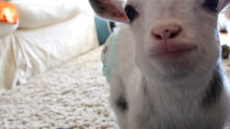 Nappy-wearing Wellingborough goat 'acts like dog' - BBC News