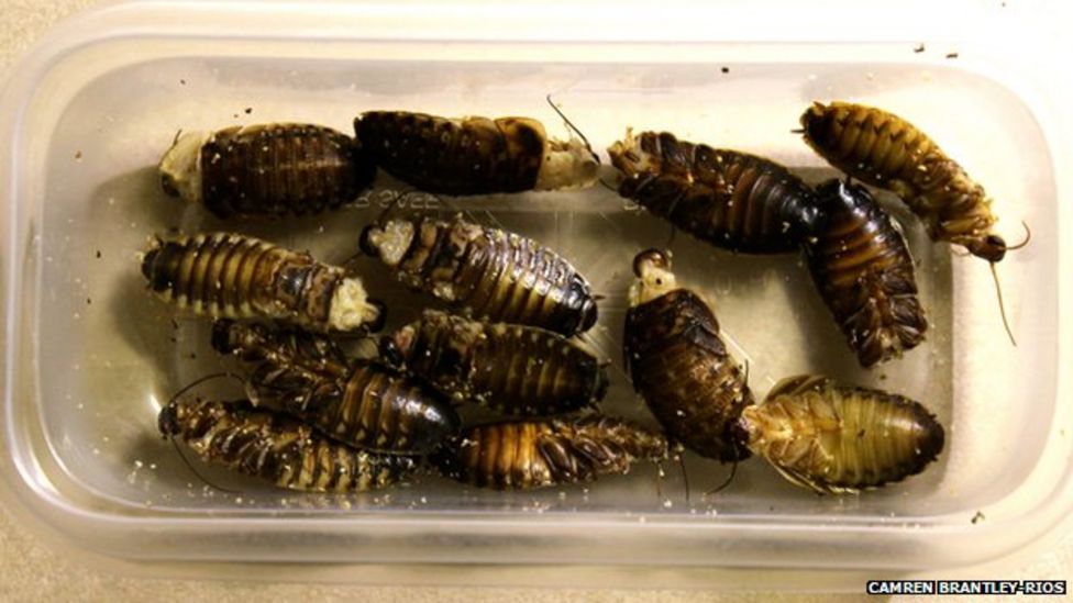 The 30-day worm and cricket diet - BBC News