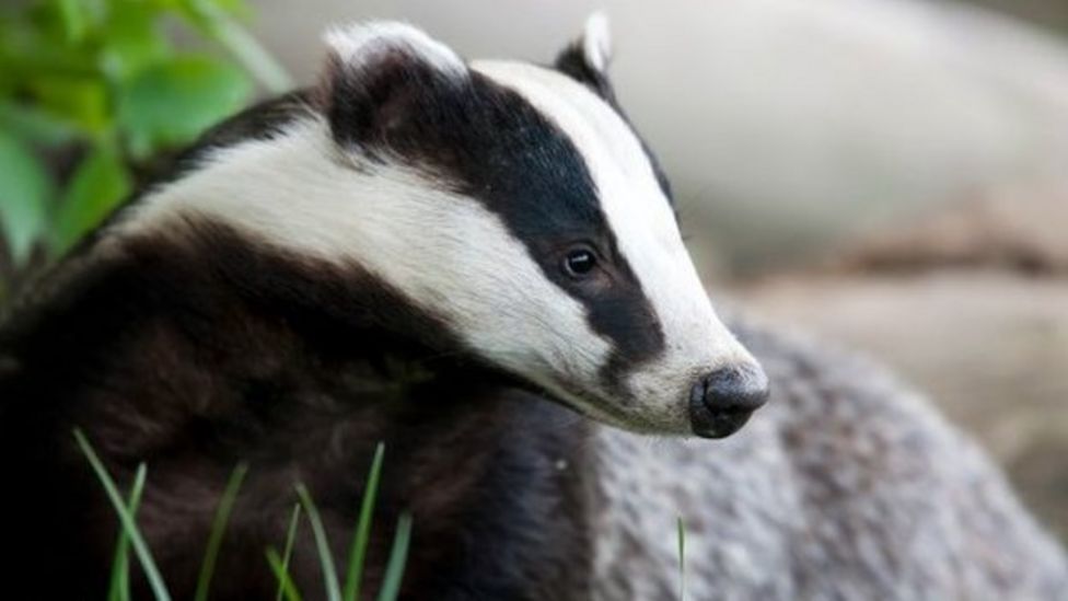 Has Defra shown that badger culling stems cattle TB? - BBC News