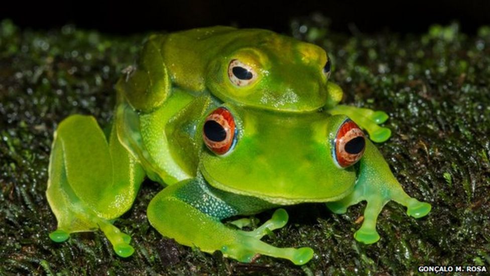 Killer frog disease: Chytrid fungus hits Madagascar - BBC News