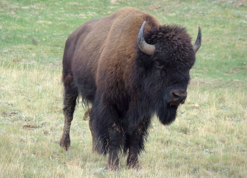 How do you solve a problem like the 'Beefalo'? - BBC News