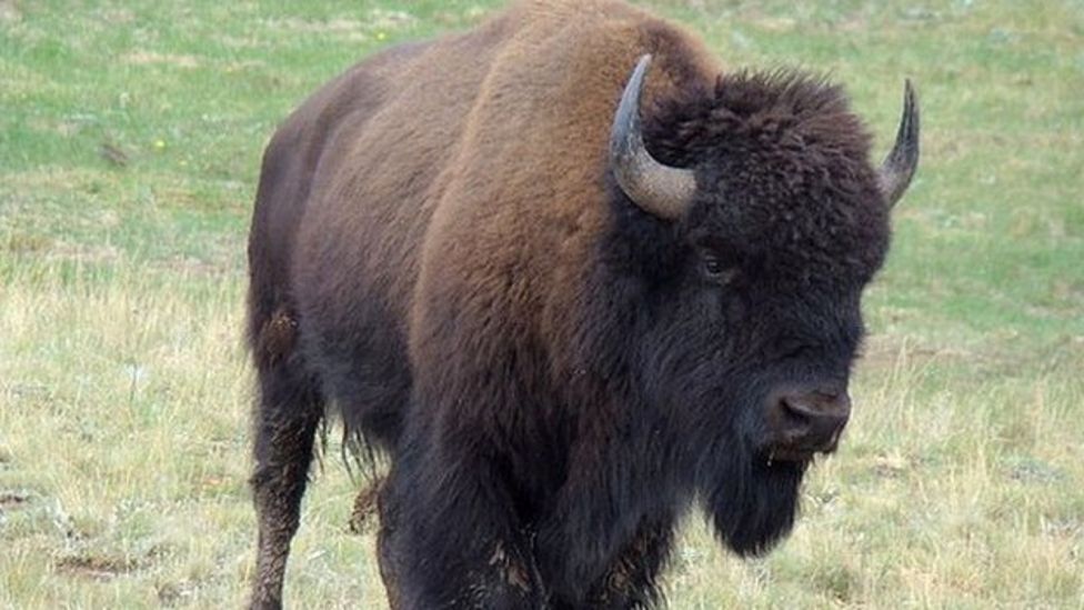 Bison return to Banff national park in Canada - BBC News