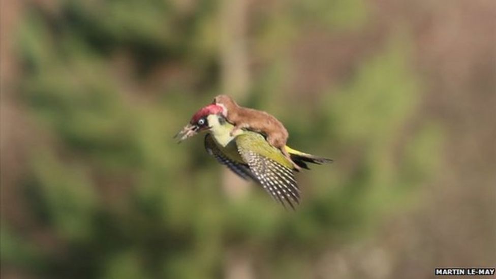 Weasel photographed riding on a woodpecker's back - BBC News