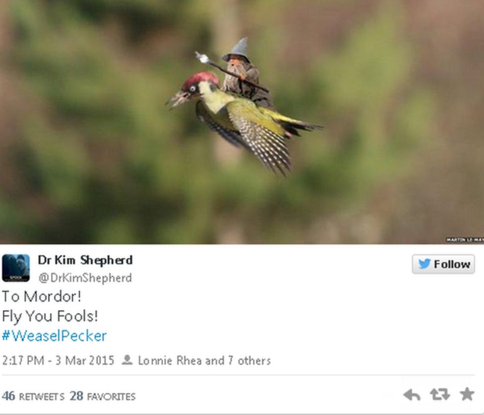 Woodpecker weasel picture party: Enjoy the #WeaselPecker memes - BBC News