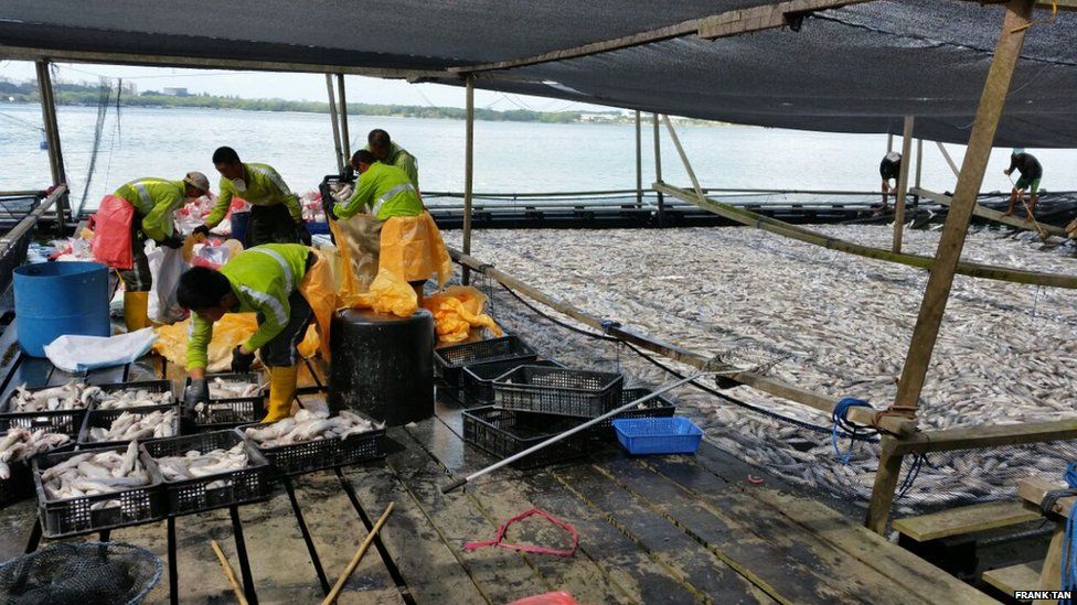 Mass fish deaths off Singapore coast spark concern - BBC News
