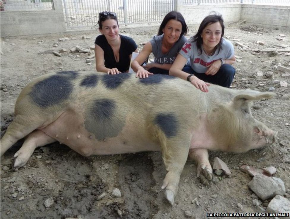A woman on a mission to save Italy's pigs - BBC News