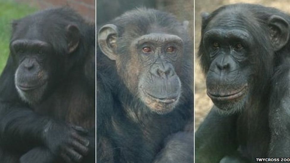 Twycross Zoo names rare baby bonobo ape - BBC News