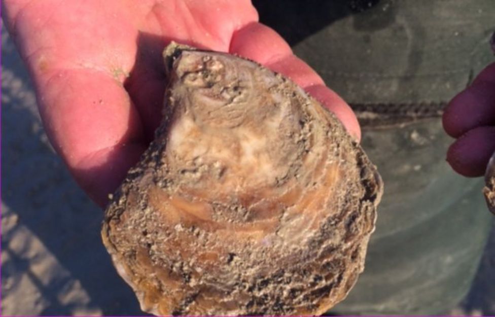 Jersey farmer's native oyster success could be 'worth millions' - BBC News
