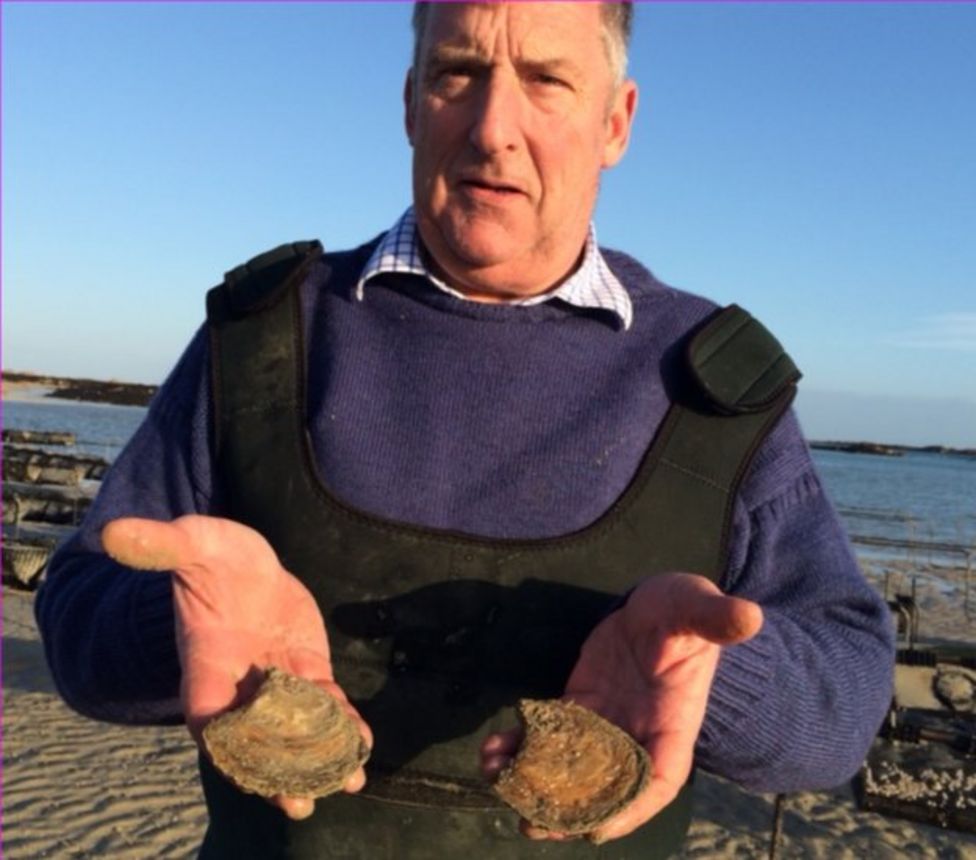 Jersey farmer's native oyster success could be 'worth millions' - BBC News