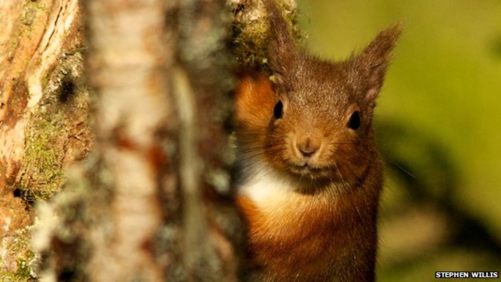 New website to 'aid red squirrel survival' - BBC News