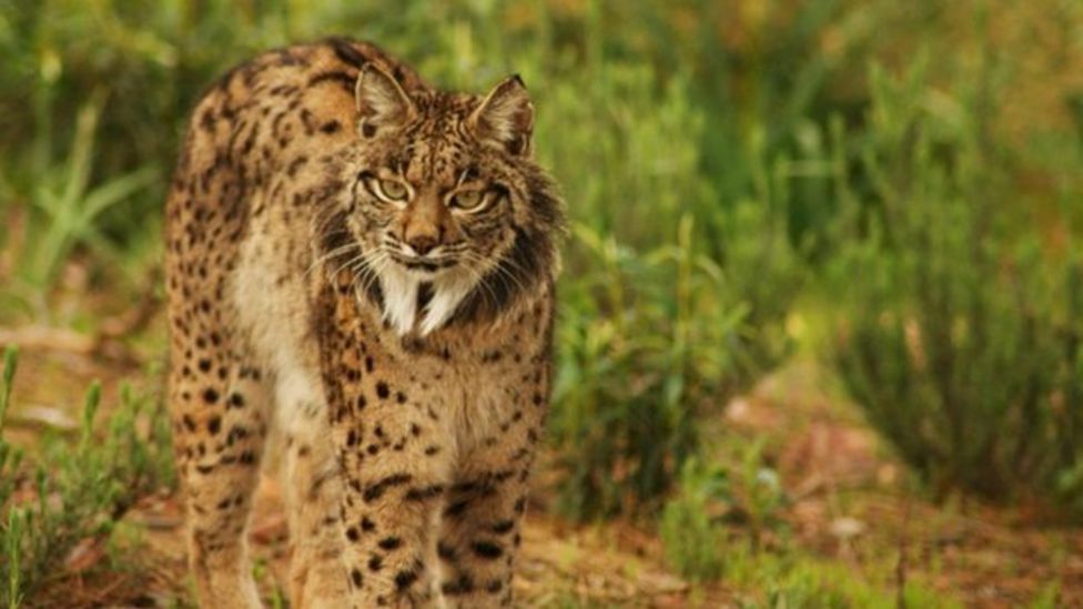 Iberian lynx returns to Spain from verge of extinction - BBC News