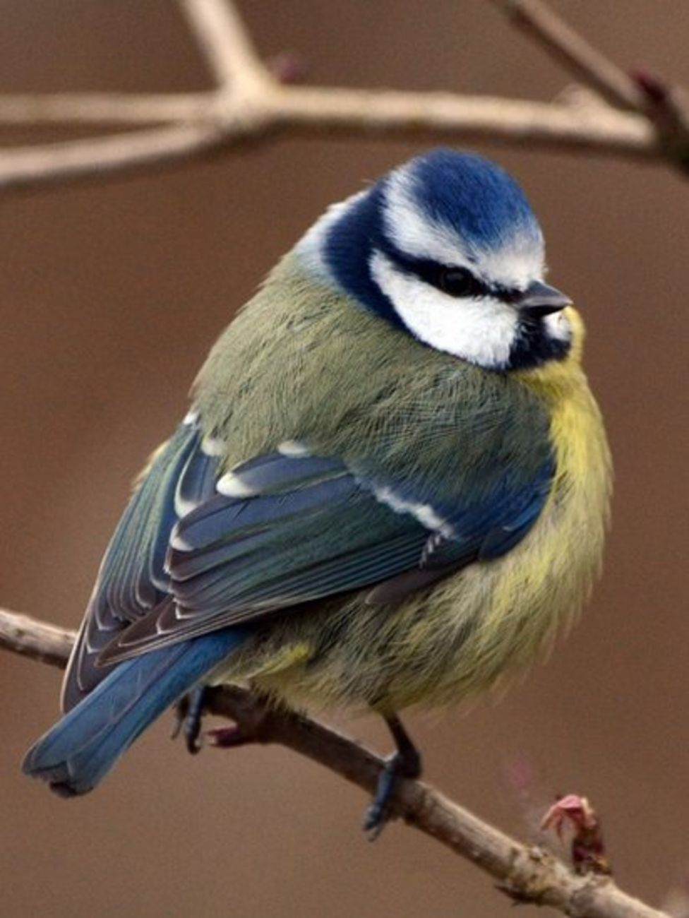 Your pictures of Scotland: 6 March - 13 March - BBC News