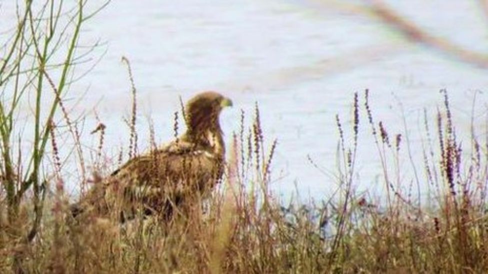 White-tailed sea eagle travels towards Norfolk Broads - BBC News