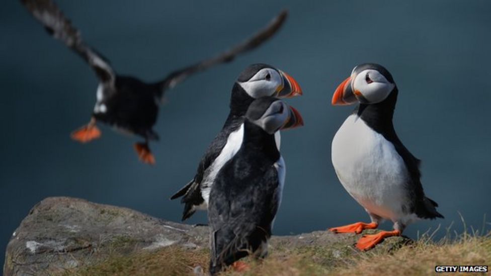 Poll to find first national bird for Britain - BBC News