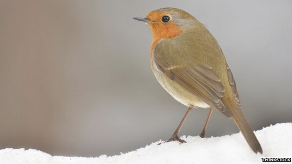 Poll to find first national bird for Britain - BBC News