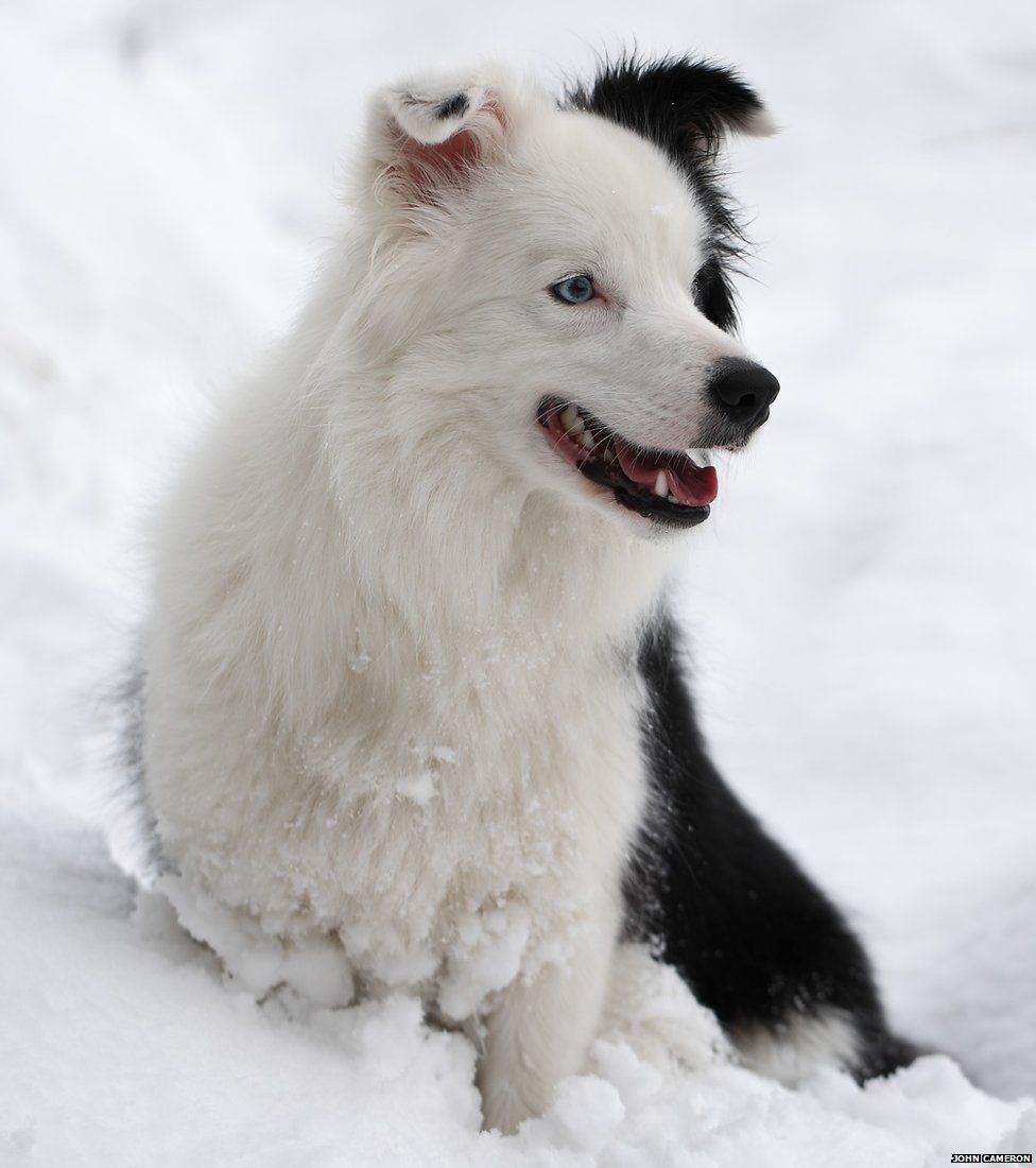 Best pet photos of 2015 revealed by PetSavers charity - BBC Newsround