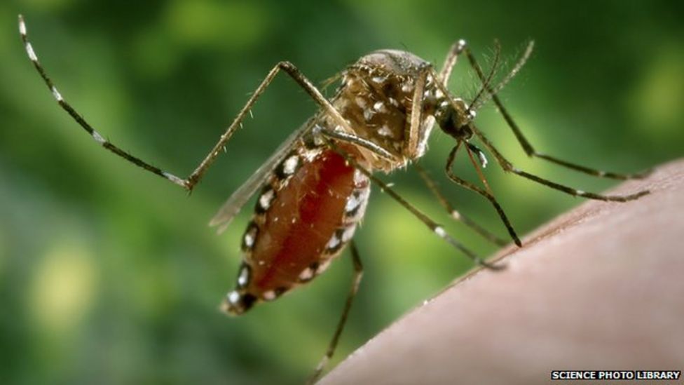 Mosquitoes 'could bring exotic diseases to UK' - BBC News